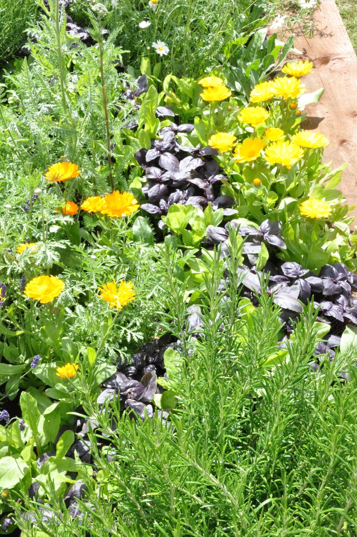 Basil backfill - Mudketeers