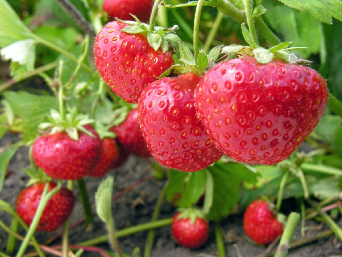 Ways you can grow strawberries - Mudketeers