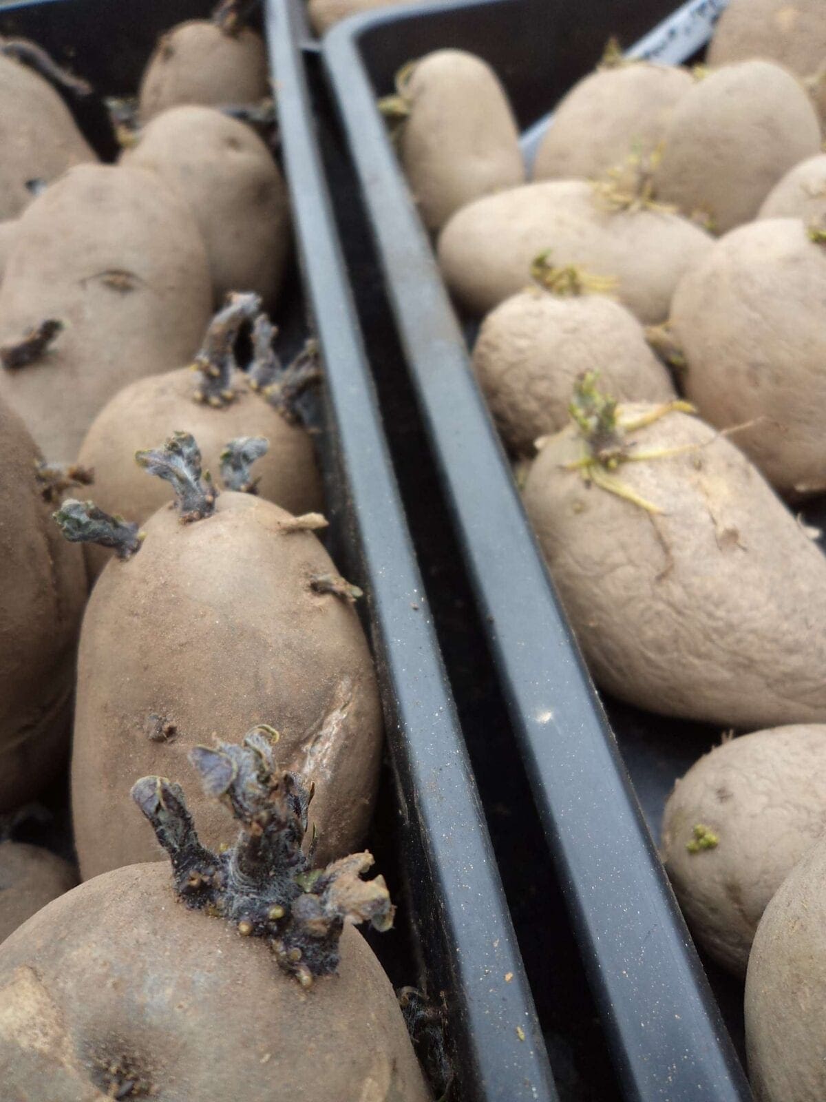 Potato chitting advice - Mudketeers