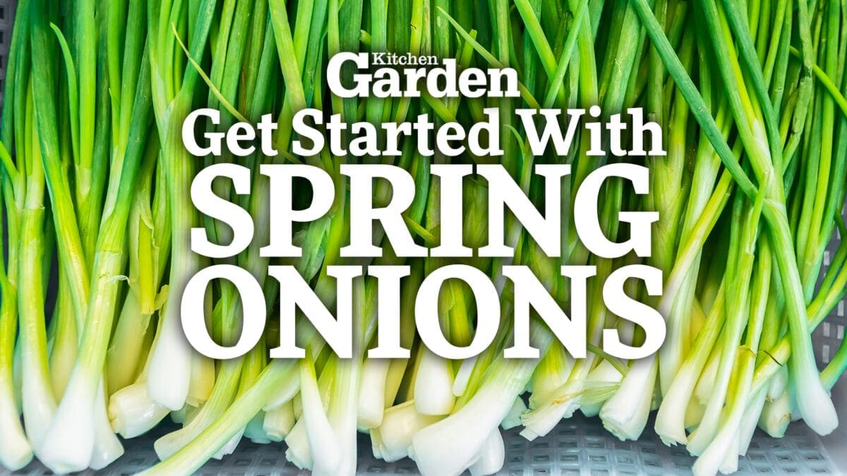 Video: How to Get Started Growing Spring Onions - Mudketeers