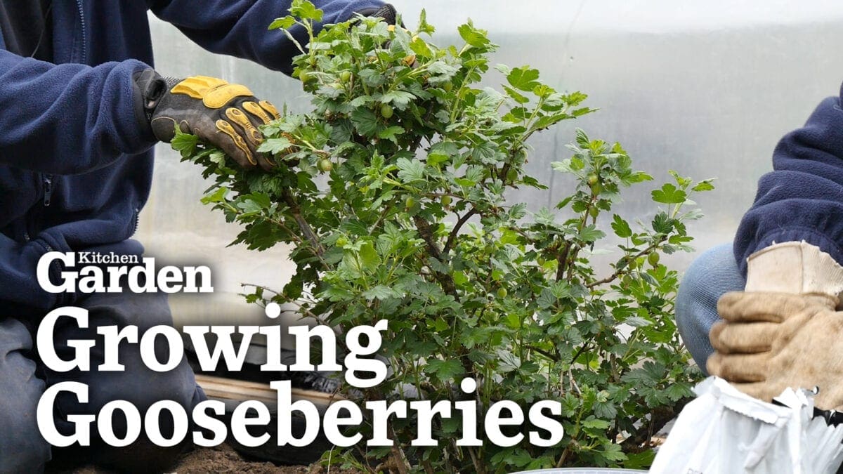 Video: Growing Gooseberries - Mudketeers