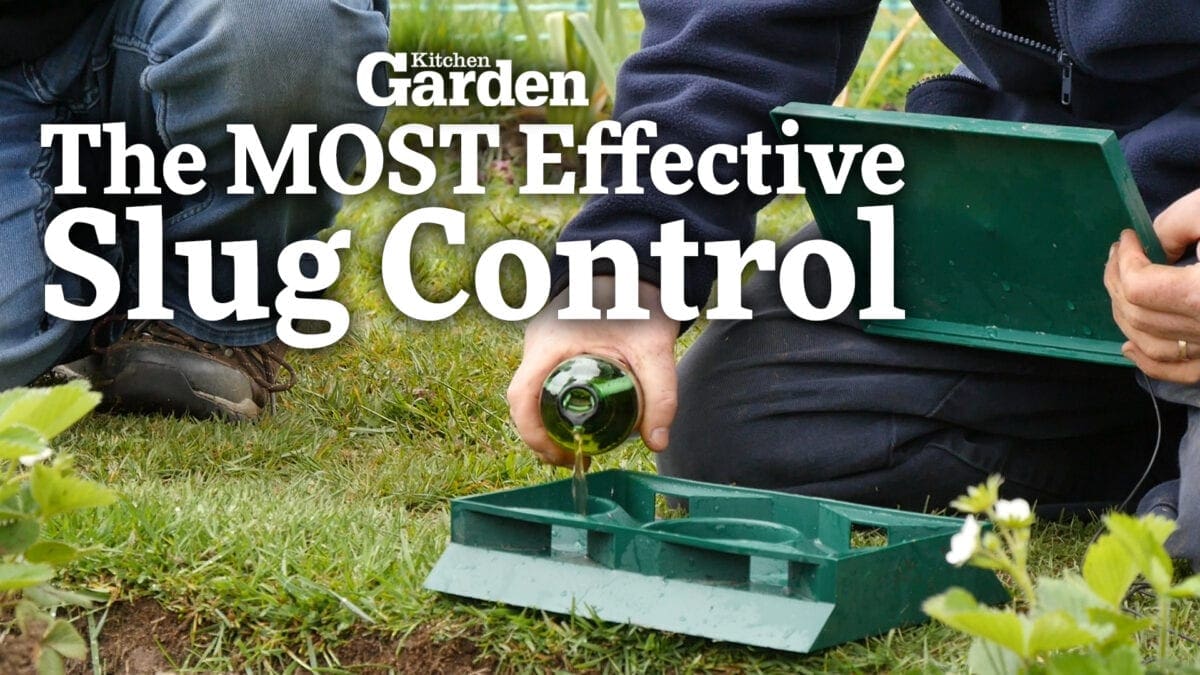 Video: The Most Effective Slug Control - Mudketeers