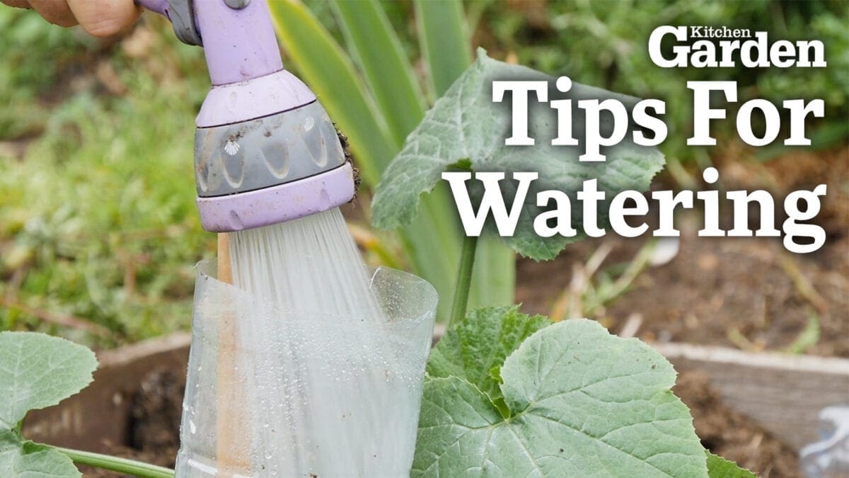 Video: How to Water Plants More Effectively! - Mudketeers