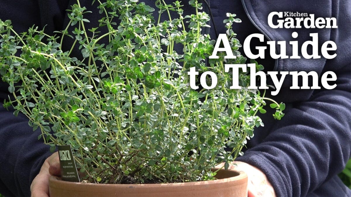 Video: A Guide to Thyme - Mudketeers