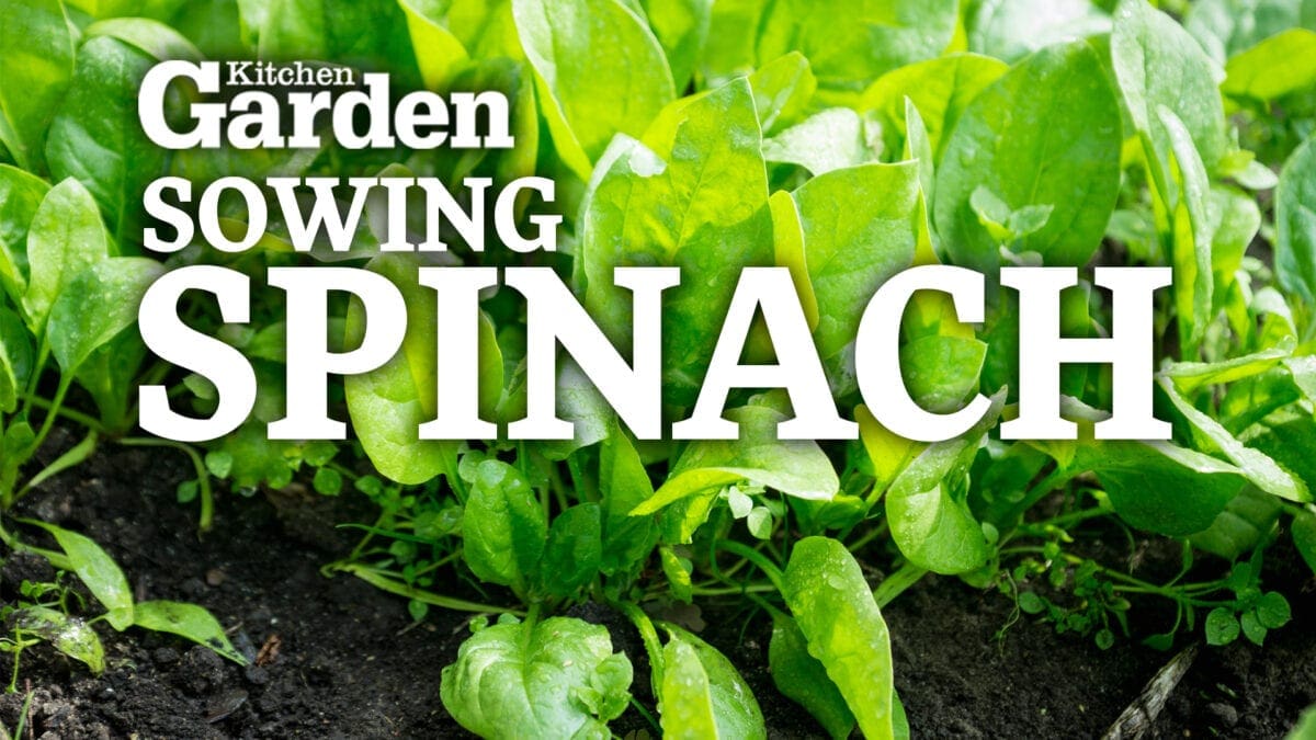 Video: Sowing Spinach - Mudketeers