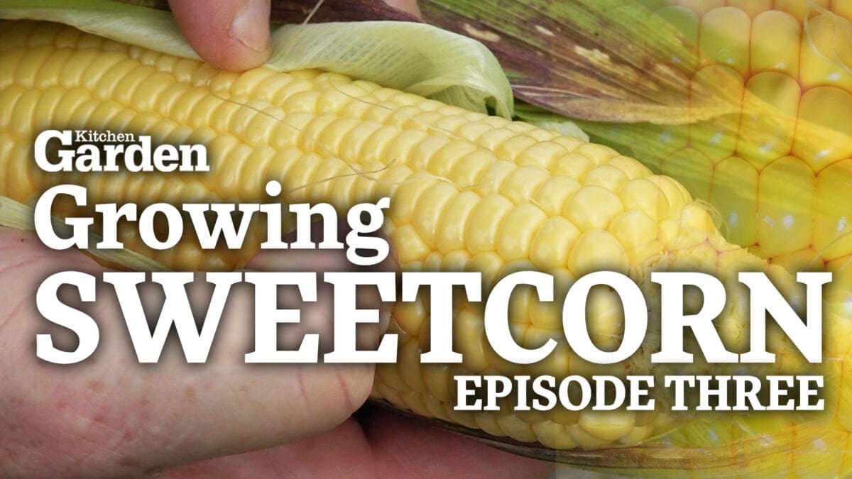 Video: Harvesting Sweetcorn - Mudketeers