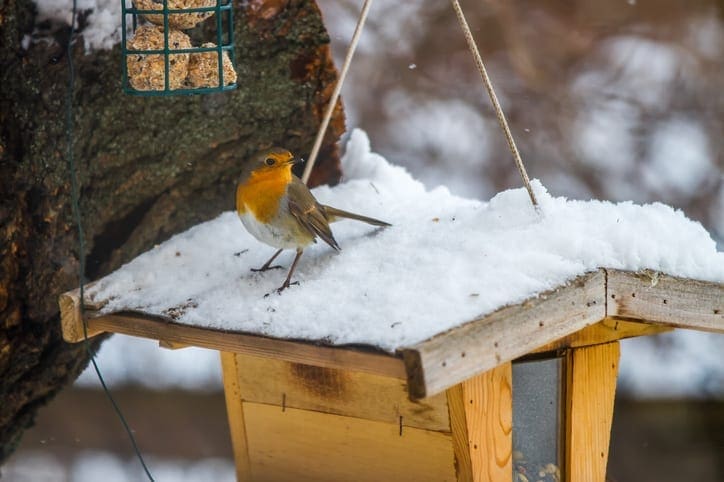 make your garden a haven for robins - Mudketeers