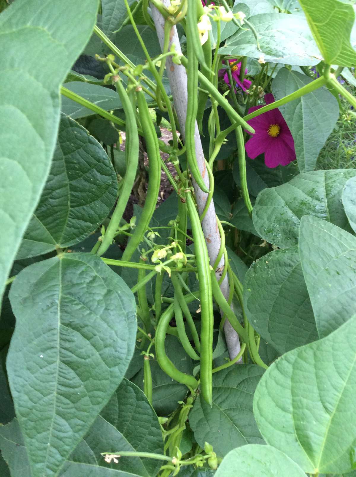 Grow climbing French beans - Mudketeers